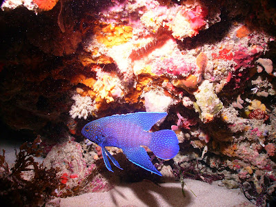 BillsDiving: Western Blue Devil