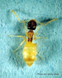 Dr. Fire Ant's Musings: Introducing the Ghost Ant