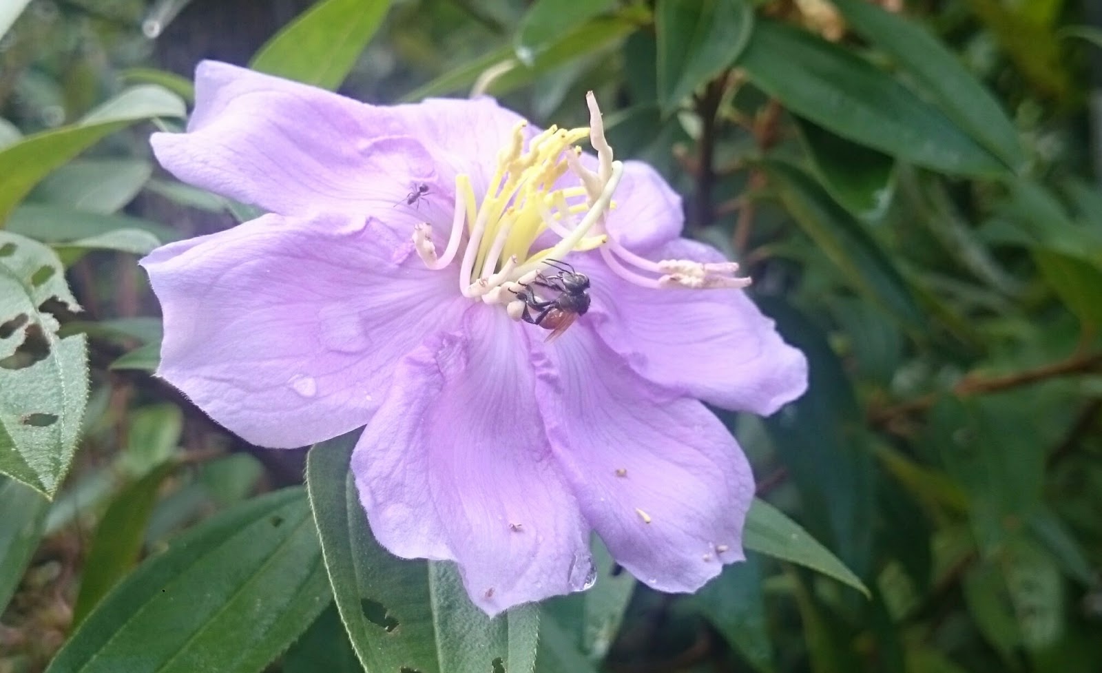 Bunga Kesukaan Lebah Kelulut