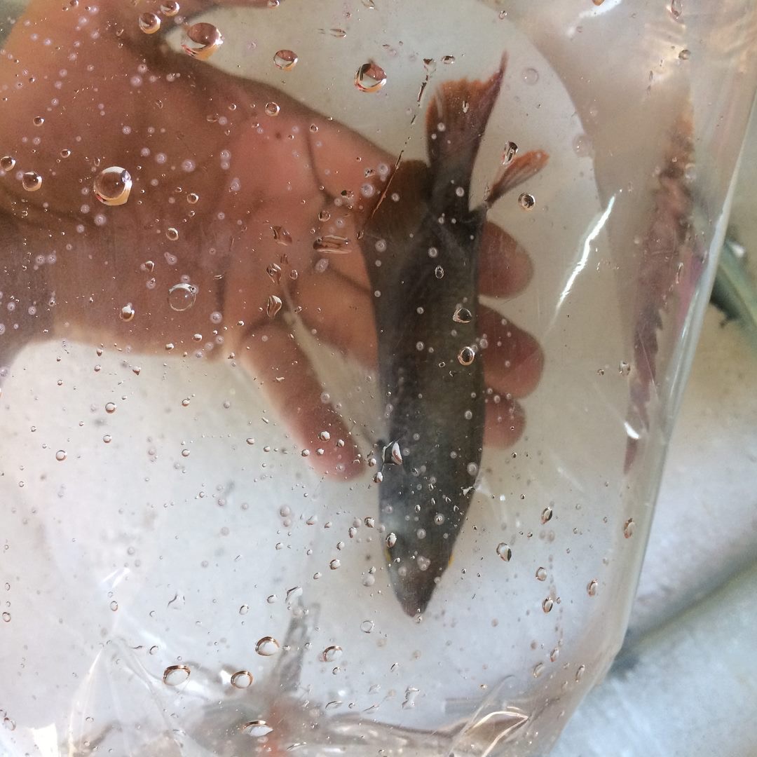 Cara Merawat Ikan laga,kaloi dan lain2 ikan hiasan yang sakit