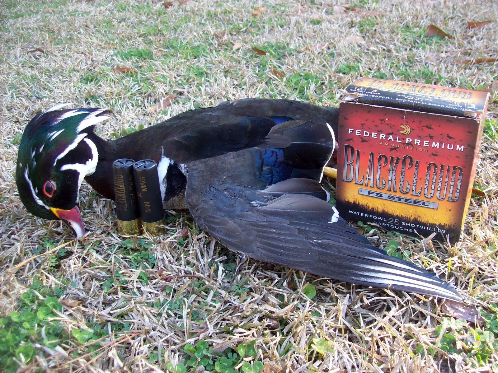 Bill Howard's Outdoors: The Magnificent Duck Hunt