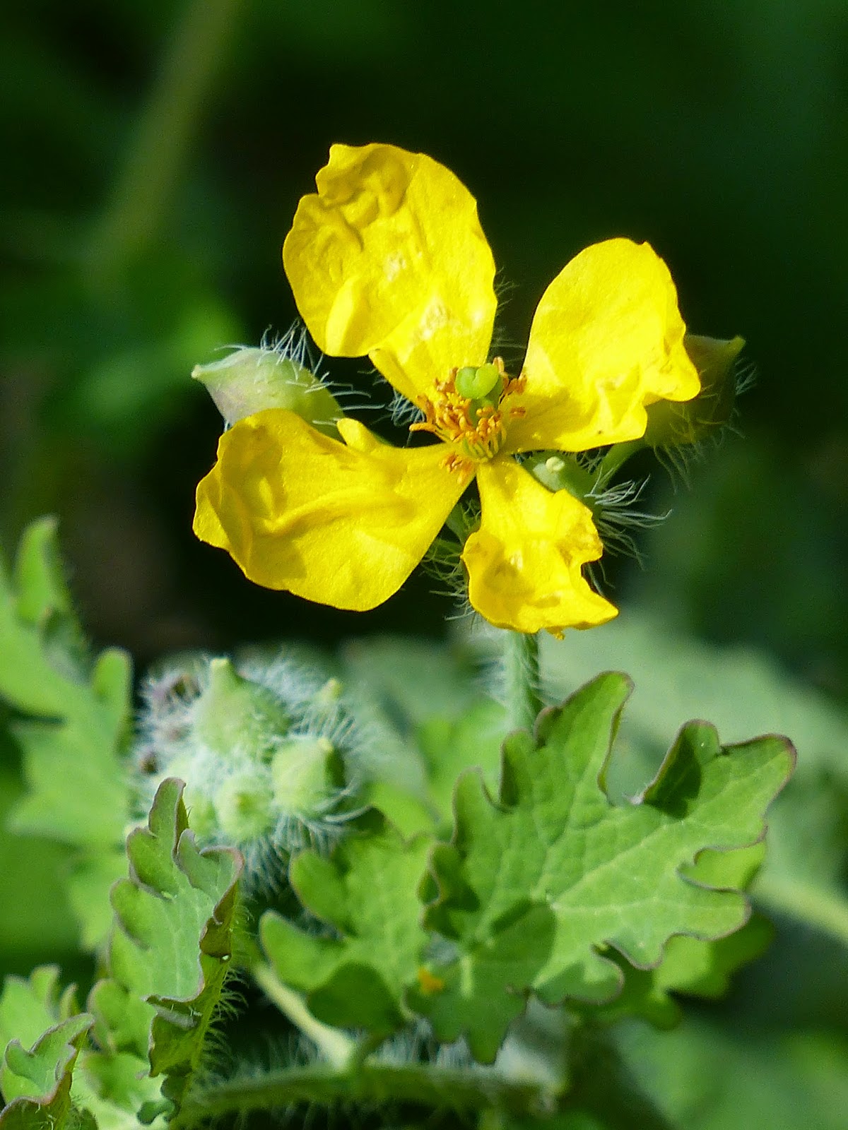 Chelidonium majus | Wild flowers of Europe by Anita Beijer