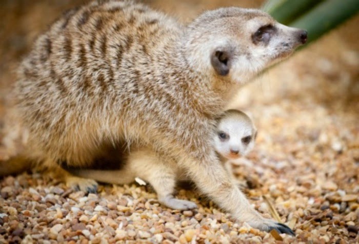 Natureza: Suricate - Suricato