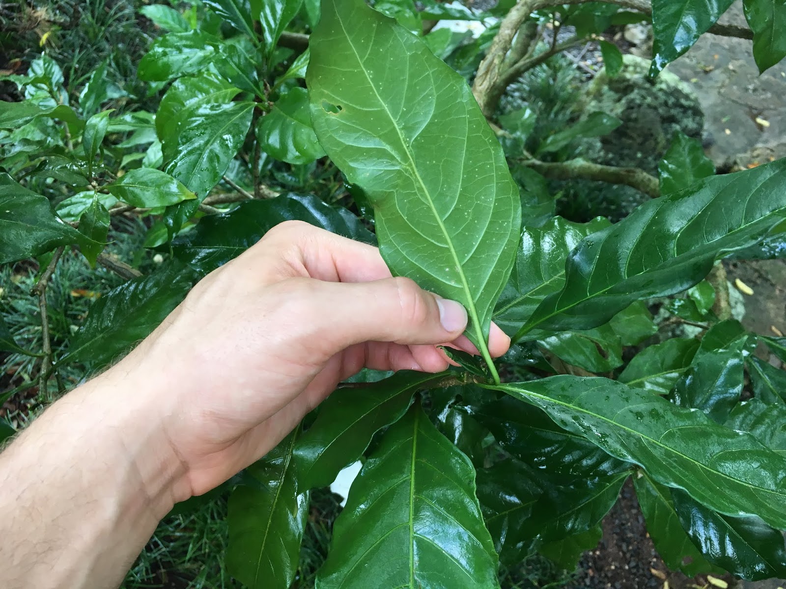 Tabernaemontana divaricata (Crepe Jasmine)