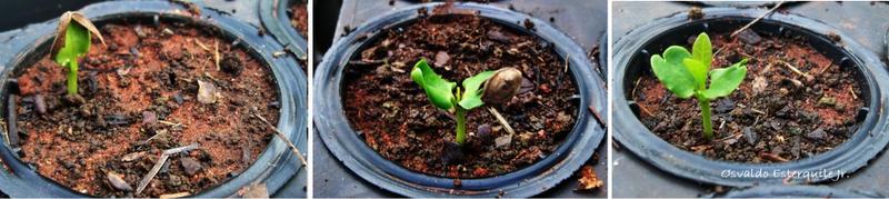 Bonito Pantanal MS: História de uma muda: Cabaça Coité – Coitezeiro