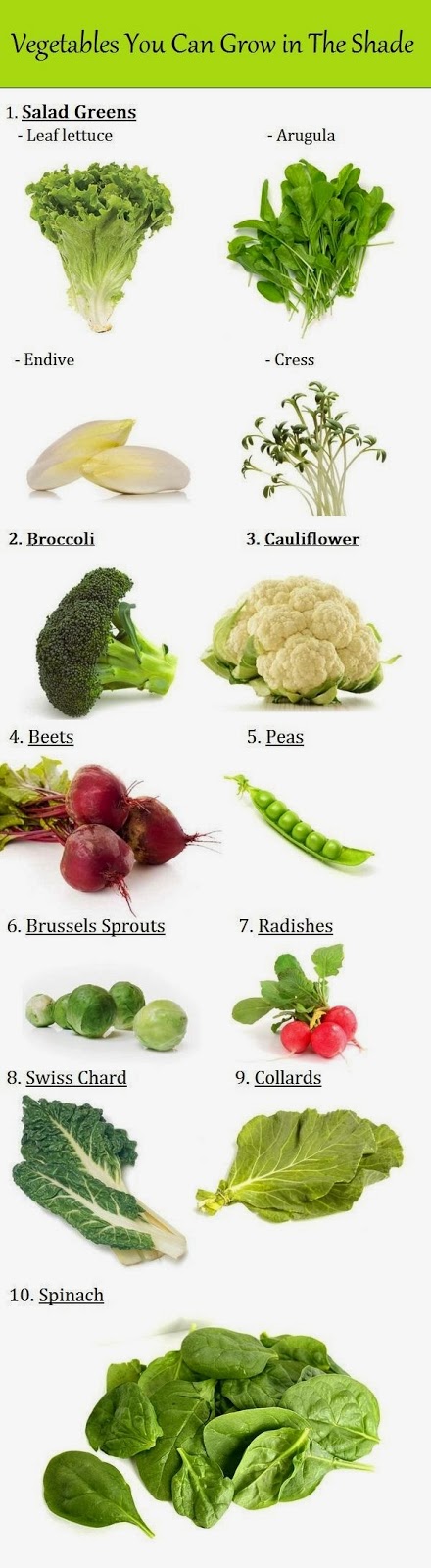Vegetables You Can Grow in The Shade