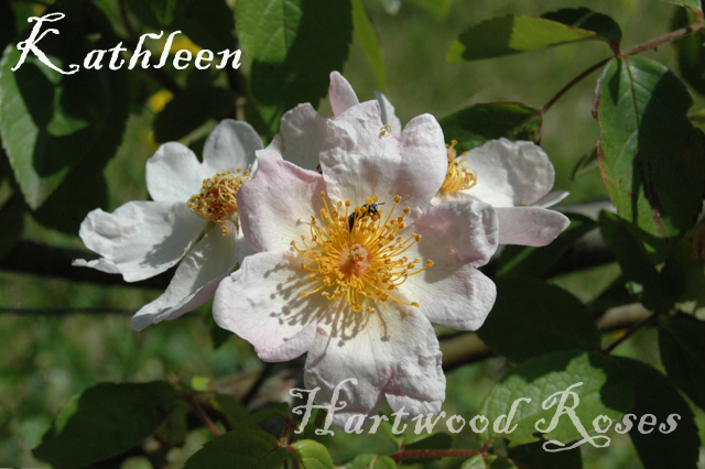 Hartwood Roses: June is for Roses