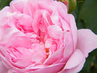 The Garden Diaries: Rose Balling: Rosa Eglantyne