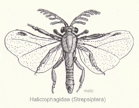 Strepsiptera