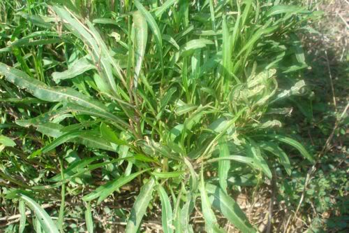 amicidellortodue: Rucole