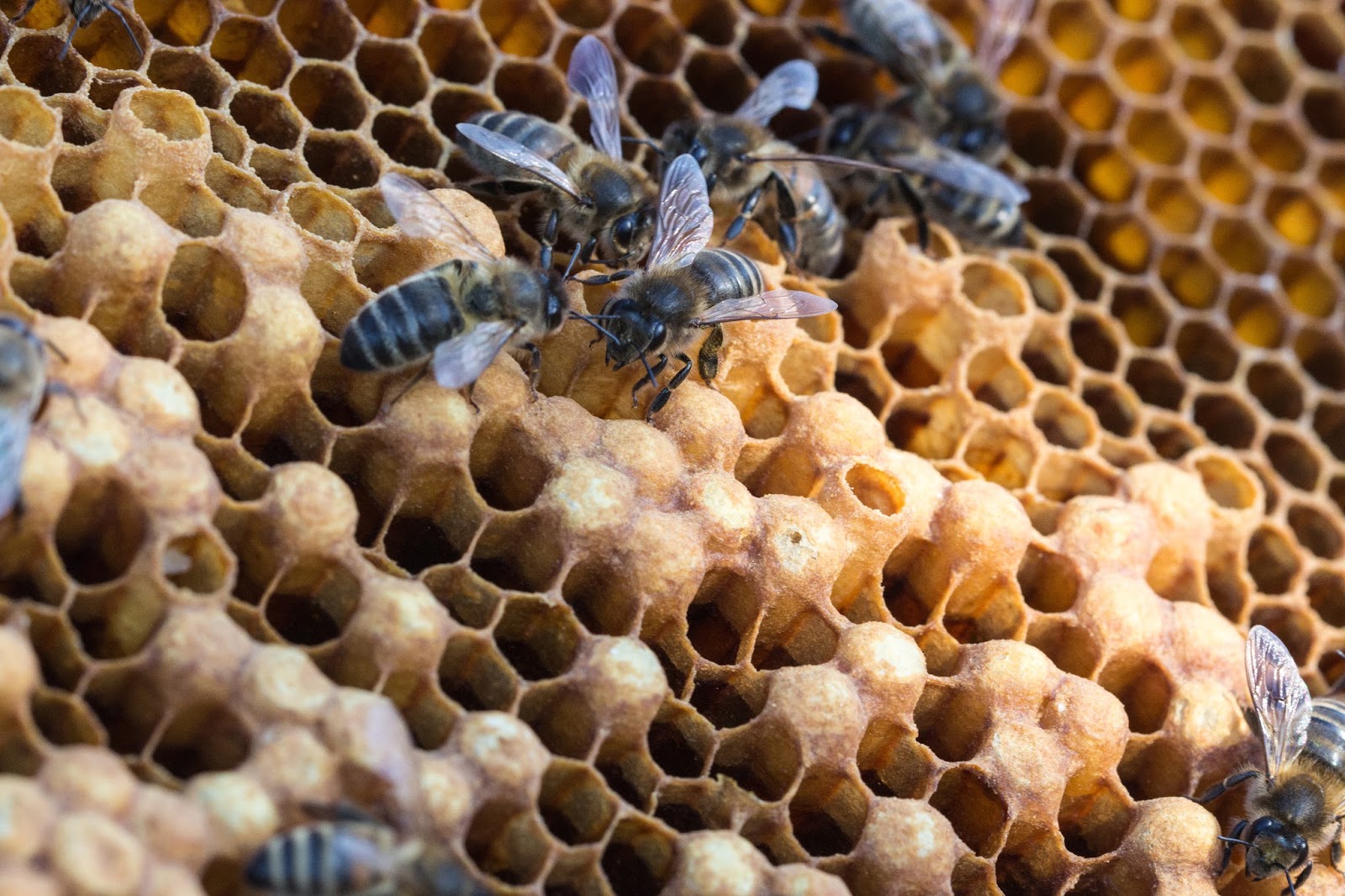 TrogTrogBee: Drone-laying queen