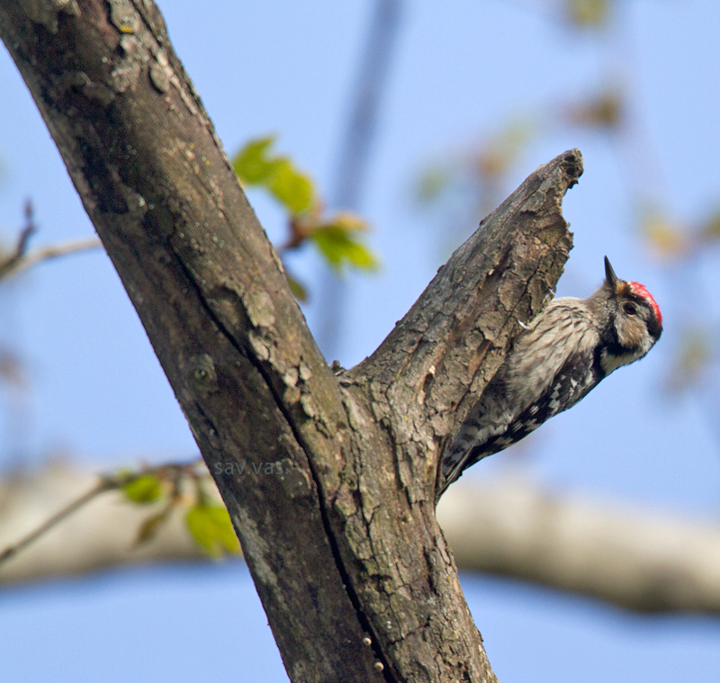 Mount Olympus: Lesser Spotted Woodpecker-Νανοδρυοκολάπτης
