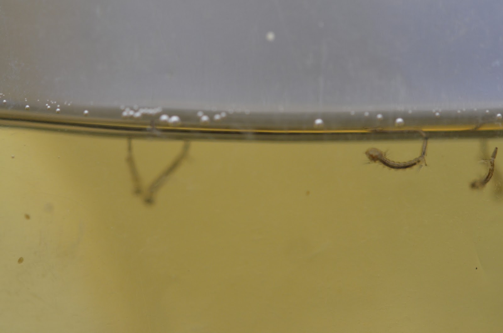 Creepy Dreadful Wonderful Parasites: May 2013