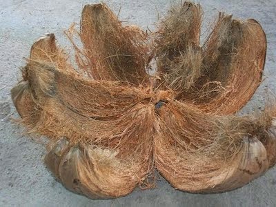 Uses Of Coconut Tree And Benefits From Its Various Parts: Notable Parts ...