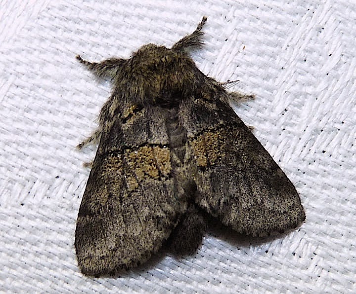 Field Biology in Southeastern Ohio: Prominent Moths of Ohio