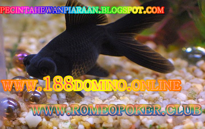 Jenis Ikan Koki - hewanpiaraanlangkadanunik