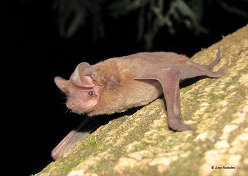 Fauna del Ecuador: ORDEN CHIROPTERA