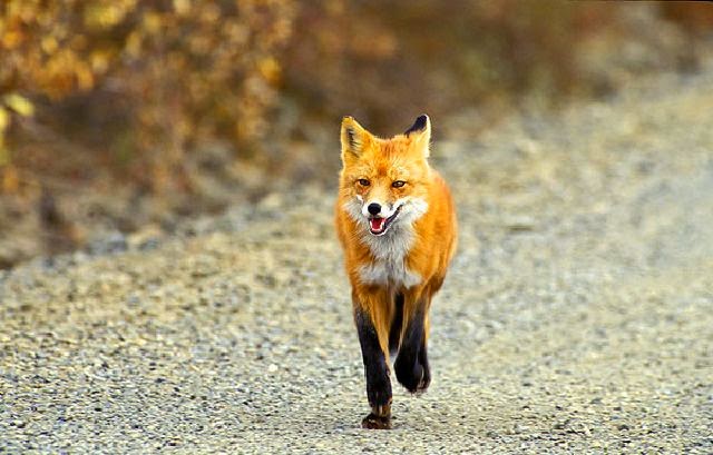 North American Red Fox Animals | Interesting Facts & Latest Pictures ...