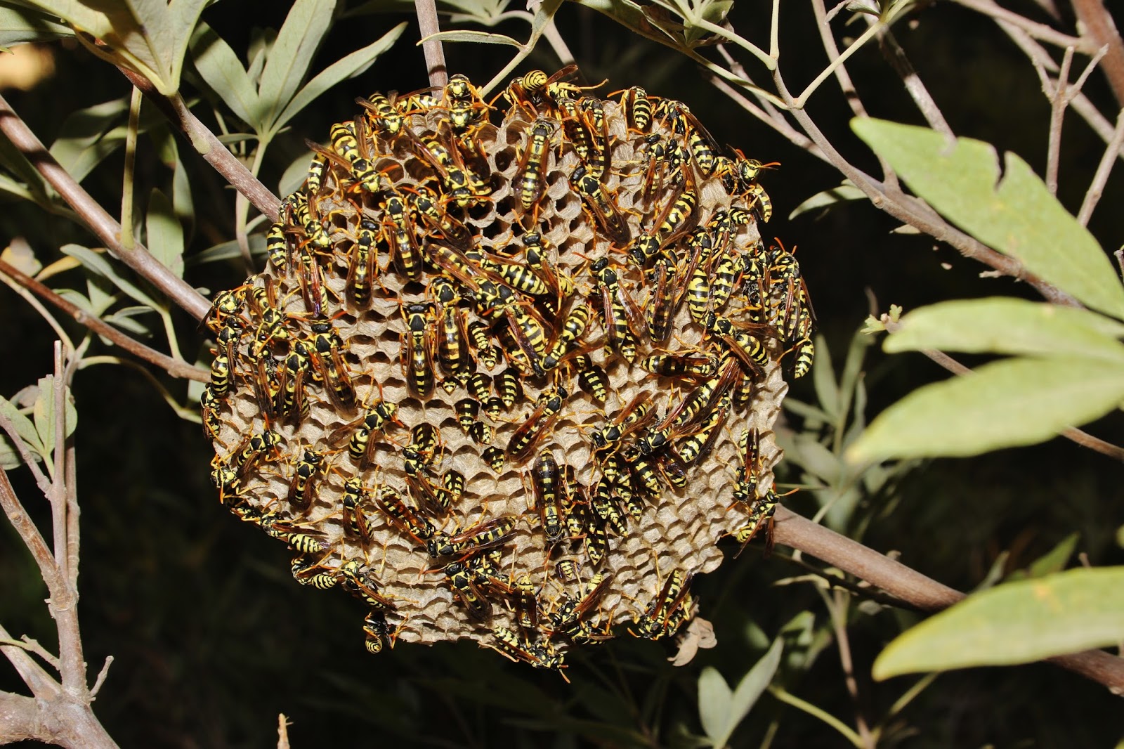 Biodiversity of Cyprus by NGO Protection of the Natural Heritage and ...