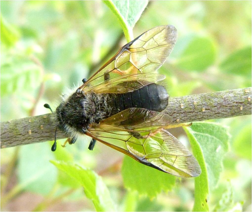 Insects of Scotland: Bees/Wasps/Ichneumons/Sawflies/Ants