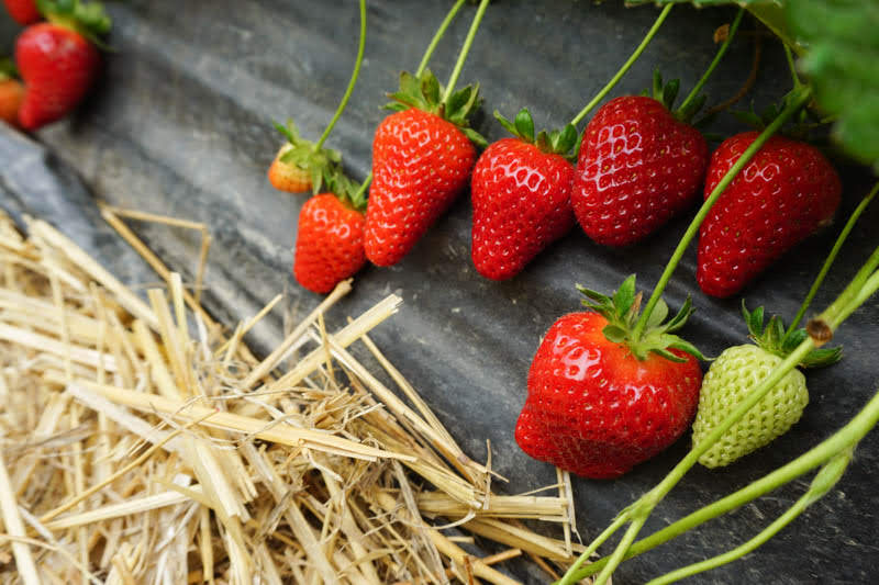 Fragola on the road: tour tra Metaponto, Scanzano e Pisticci alla ...