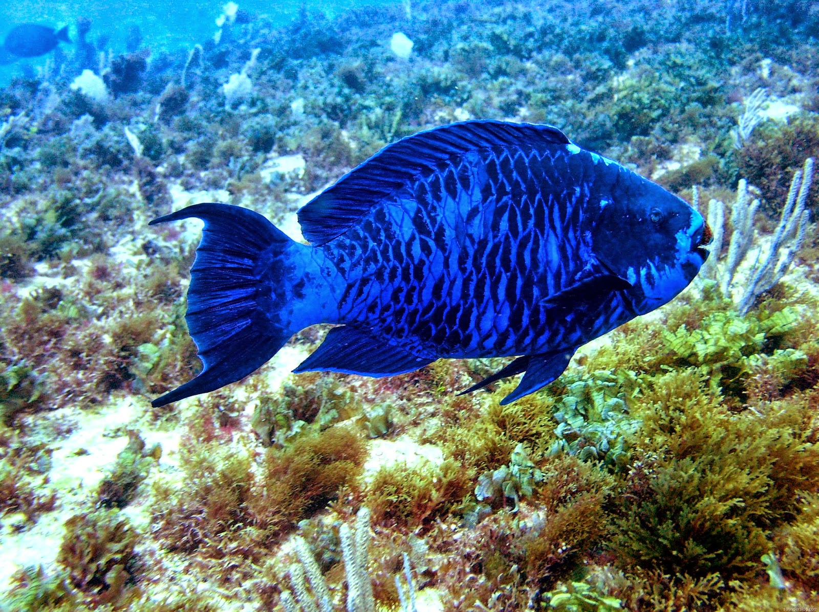 PARROTFISH photos - wallpapers (ανανεωμένο) | the fun bank