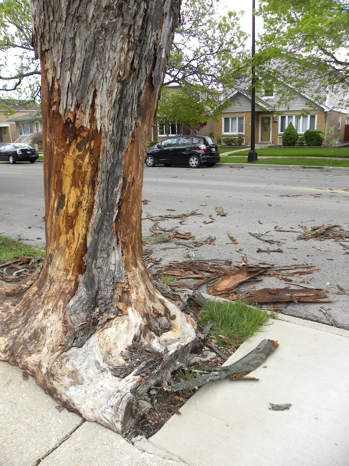 Southwest Chicago Post: Severe Rain, Wind Strip Bark Off Dead Tree ...