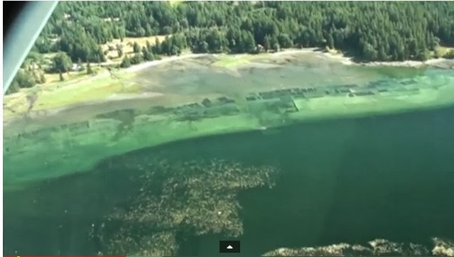 Protect Our Shoreline News: Friends of Baynes Sound, BC: Aquaculture ...