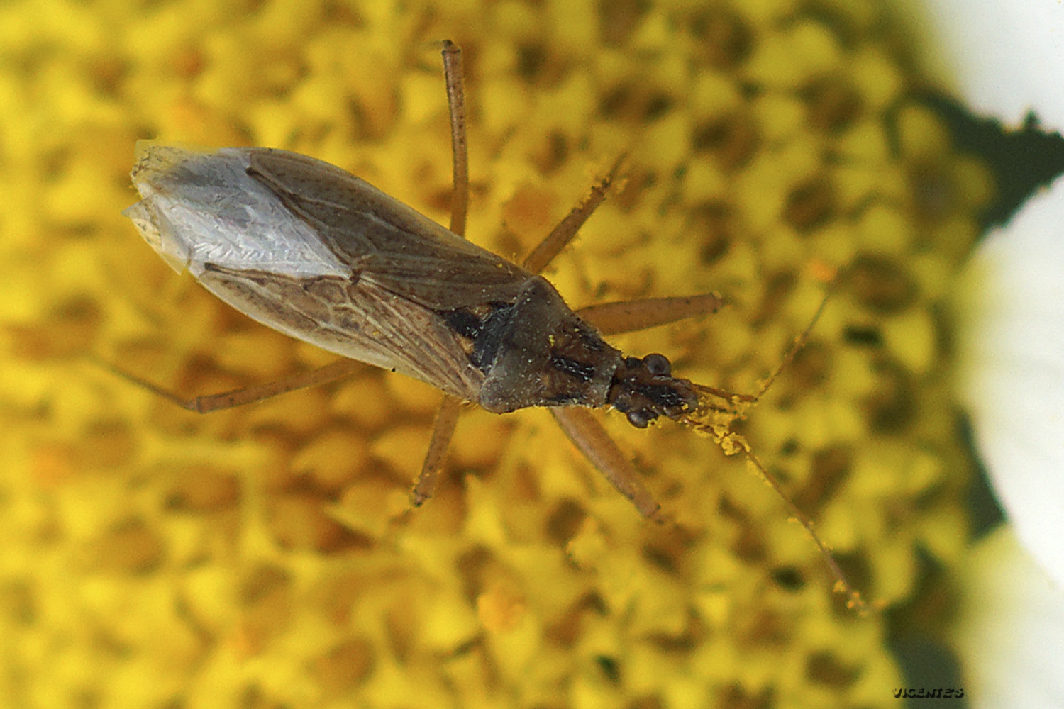 Fauna silvestre de Hormaza: Nabis (Nabis) rugosus