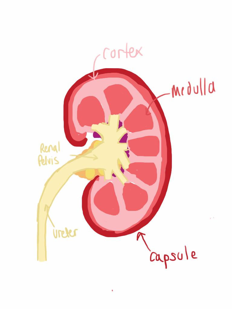 Functional unit of the kidney - silopetera