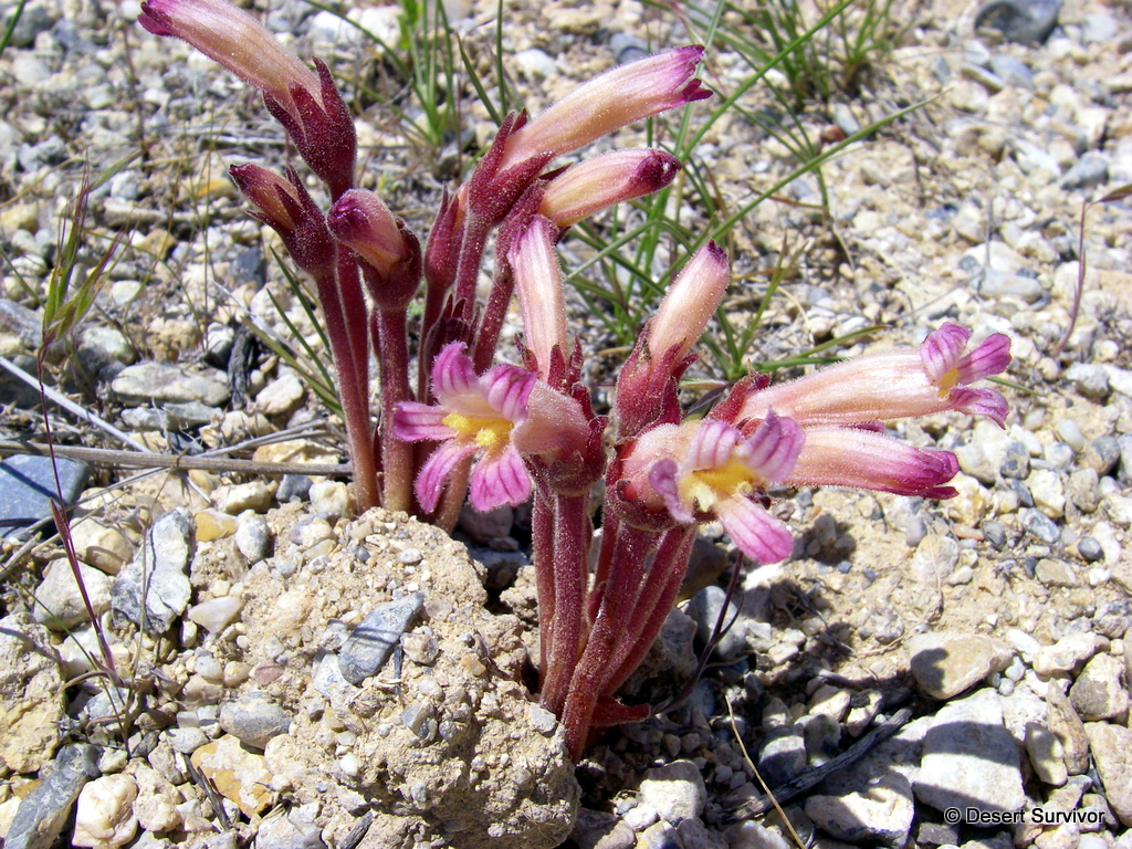 A Plant a Day: Clustered Broomrape - Orobanche fasciculata