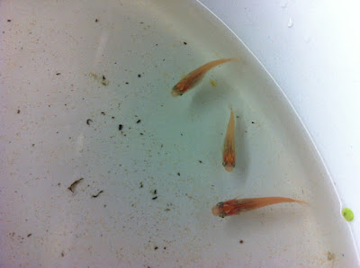 Goldfish Garage: A Two Car Fishroom: Gold Japanese Medaka Oryzias latipes