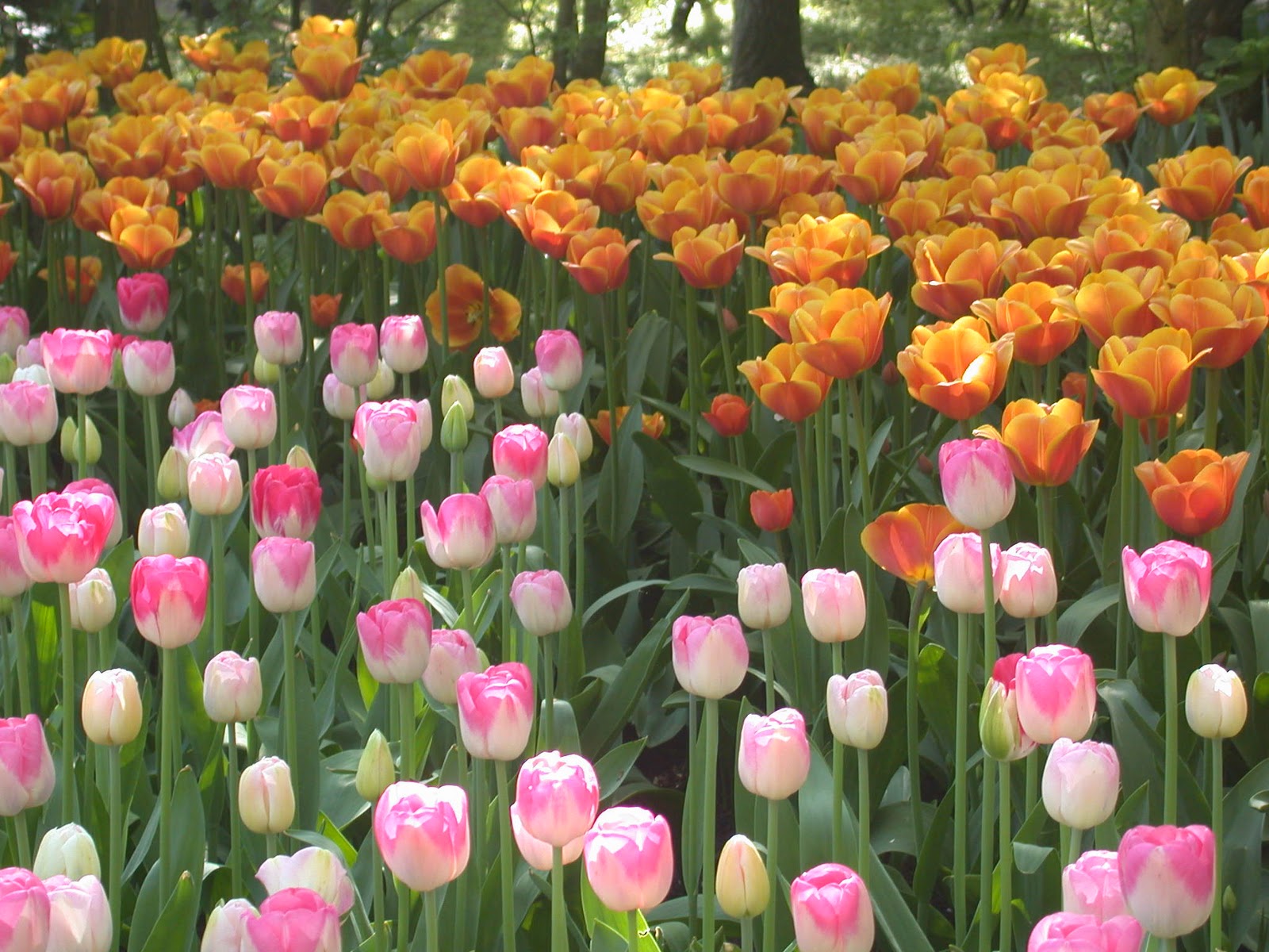 Namaku Syahirah: bunga tulip!!!!!!!!!!!!!