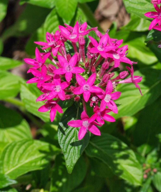 Rufino Osorio: Pentas lanceolata 'Gloria's Heirloom Pink'