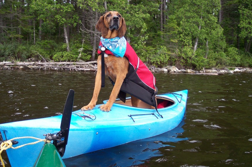 Awesome animals in extreme sports (30 pics, 2 videos) | Amazing Creatures