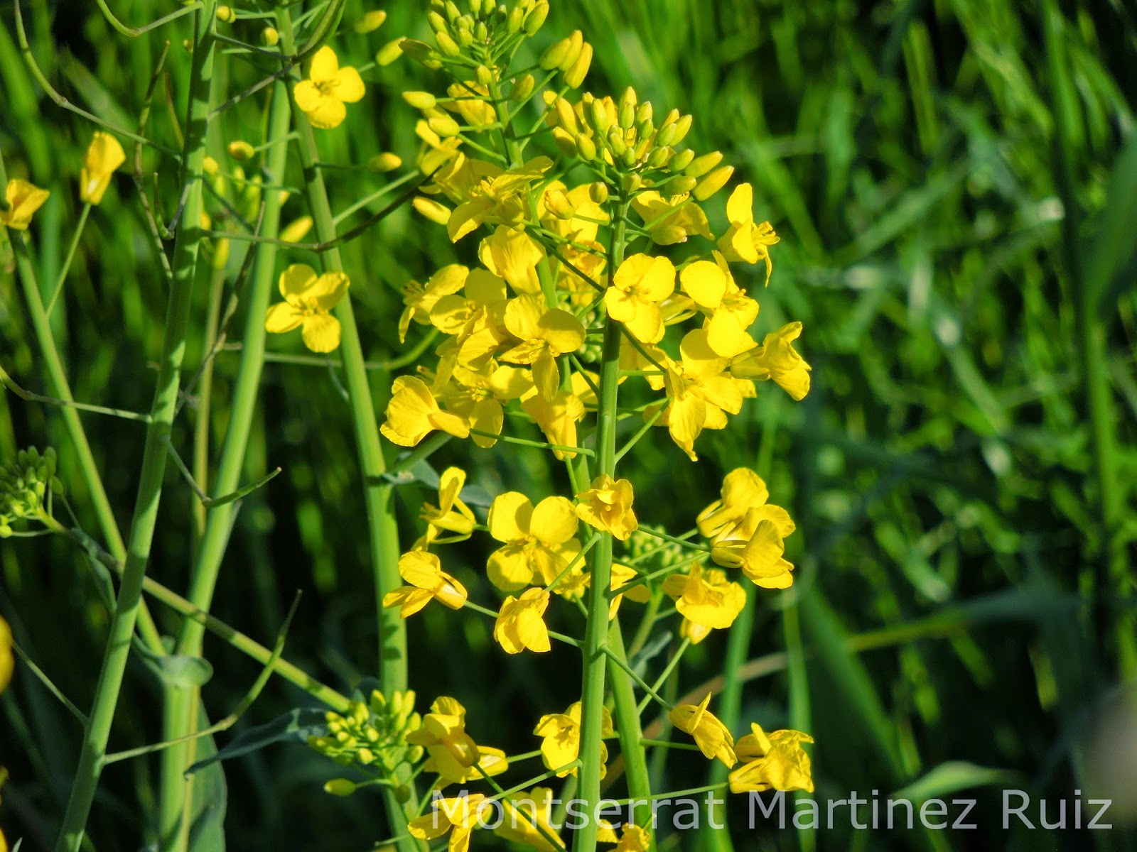 COLZA - BOTÀNIC SERRAT