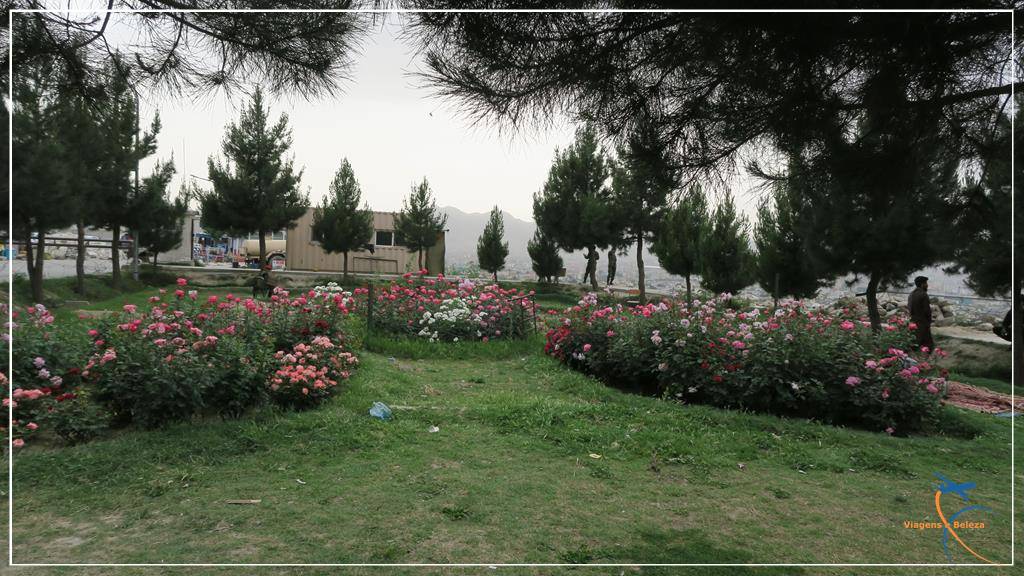 Mursal Flowers, as rosas de Cabul | Afeganistão - Viagens e Beleza