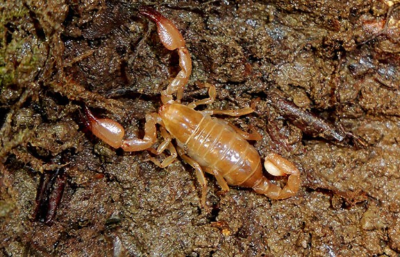 El temps a Palamós: L'escorpí cec, l'únic sense ulls d'Europa, viu en ...