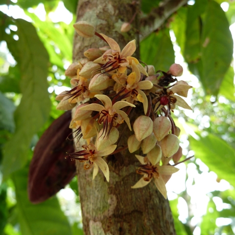 DIÁRIO COM A NATUREZA: 11 DE JULHO - CACAUEIRO - CACAU - FRUTO ...