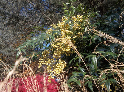 Future Plants by Randy Stewart: Nandina