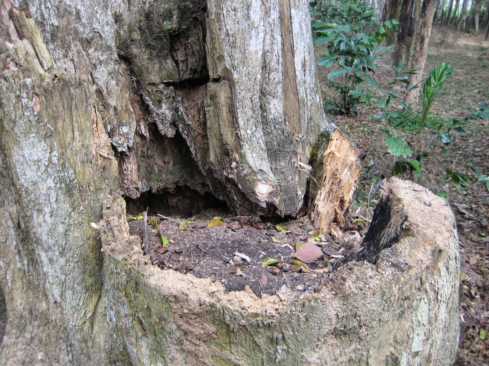 Agarwood For Life: What is Agarwood