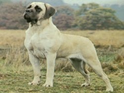 Dogs Info: Alano Espanol (Dog Breed)