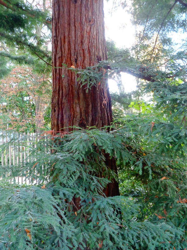 Sekwoja wieczniezielona