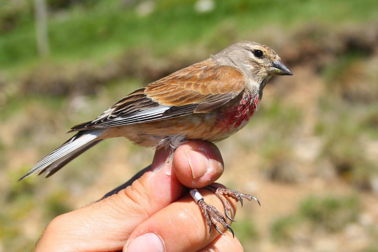 UN ANILLADOR DE RIPOLLET