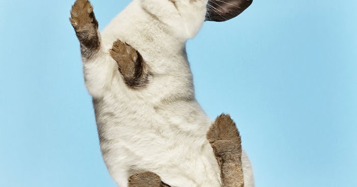 IVENS' ARTIST DATABASE : Andrius Burba