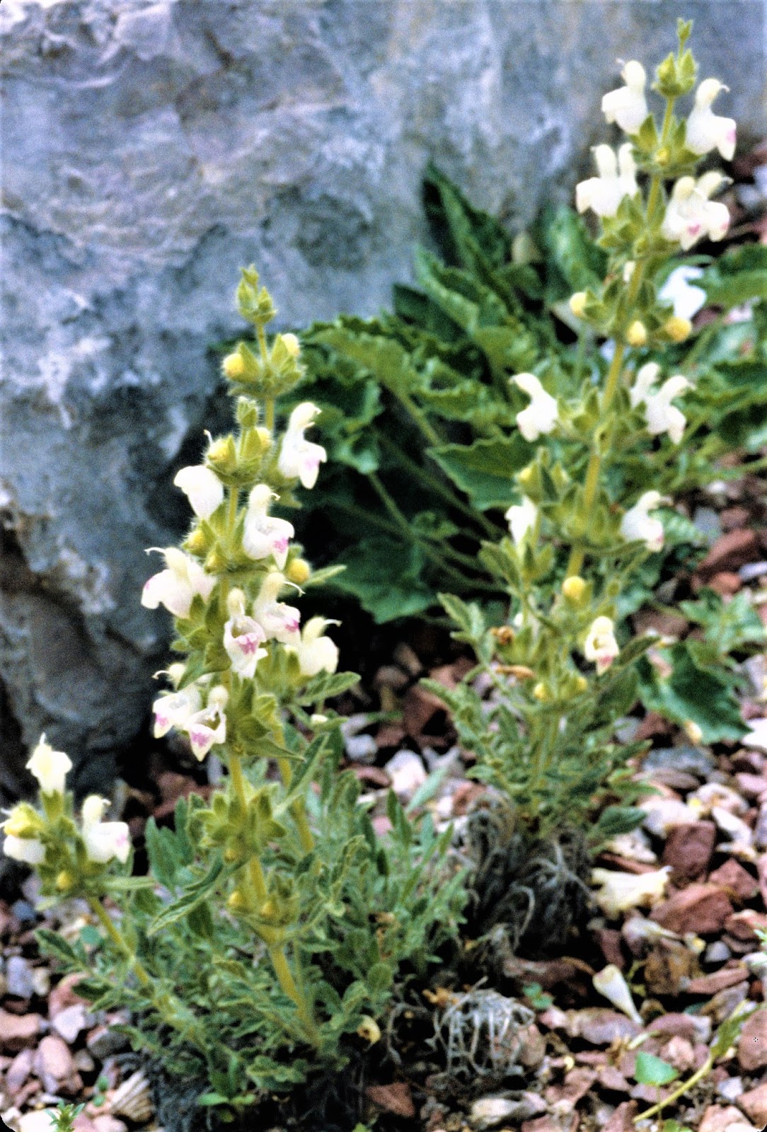Prairiebreak: Salvias I have loved and lost....