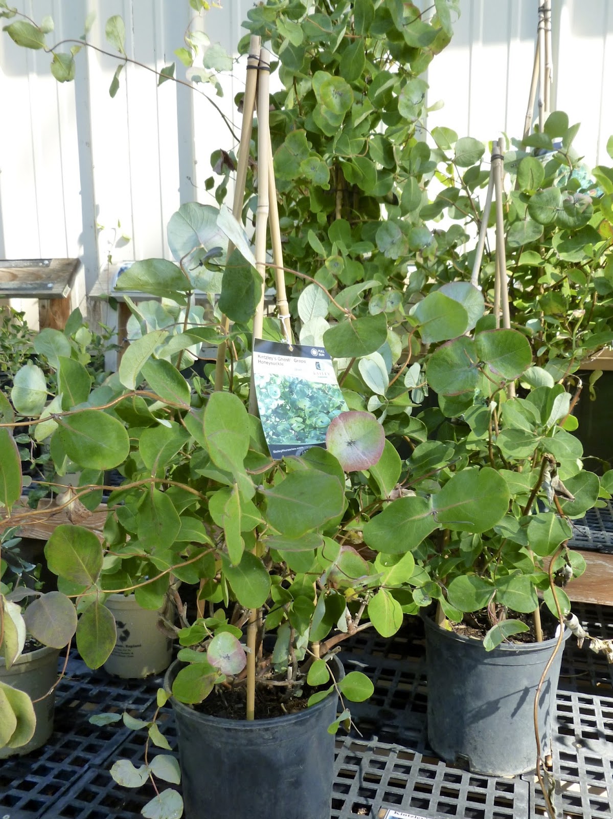 Plant Inventory at 20 Timothy : Lonicera reticulata / Grape Honeysuckle