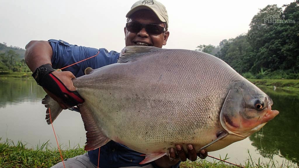 Le Pacu Fish, mangeur de testicules (oui) - Le Grand Univers