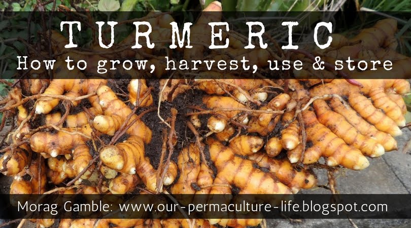 Turmeric: How to grow, harvest, use and store - Traditional herbal ...
