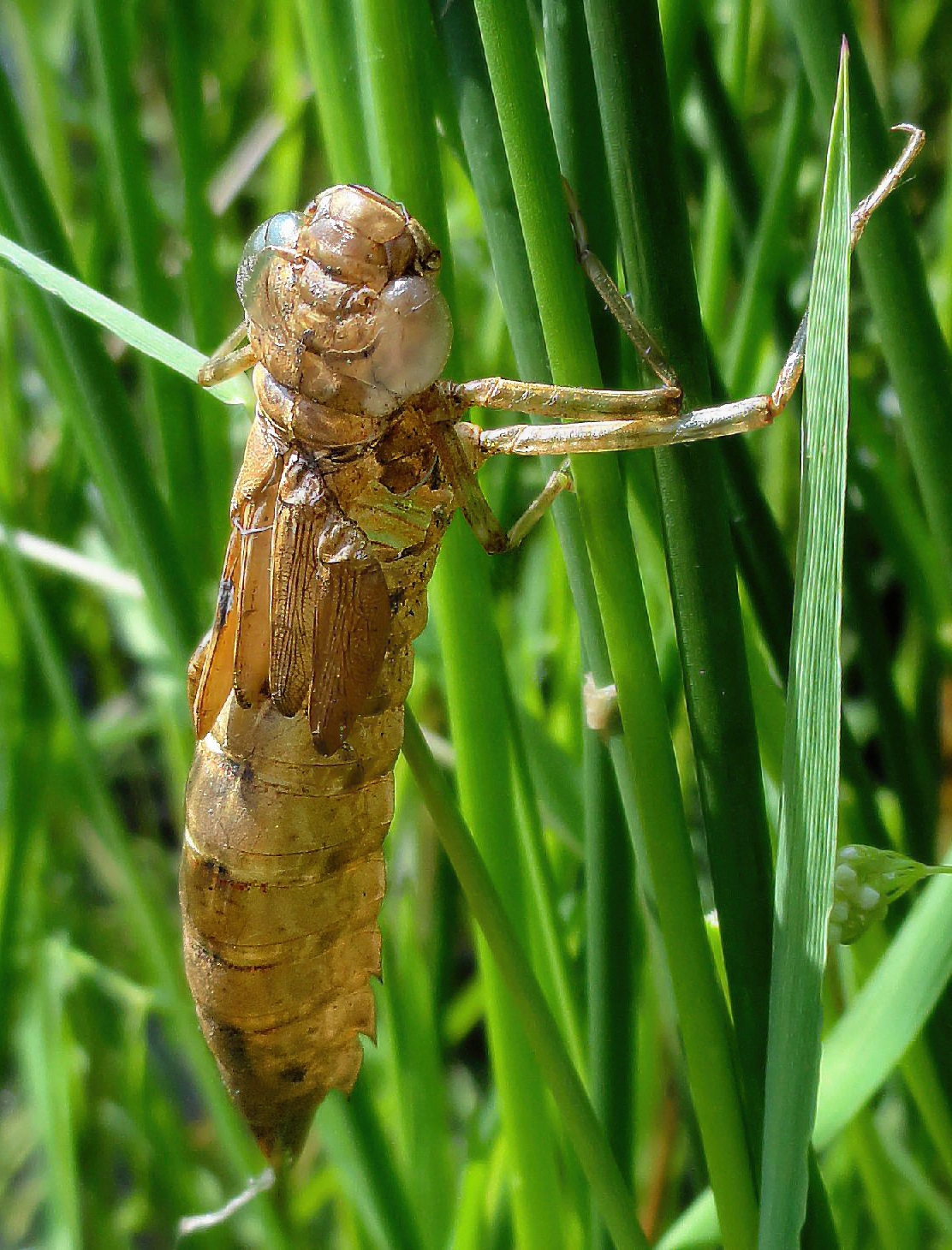 Weert en natuur: Uitsluipen van een libel